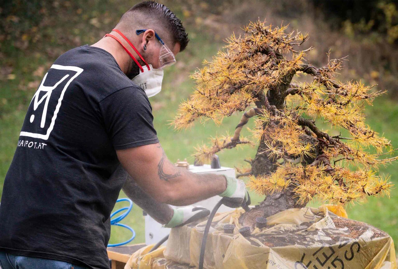 Bonsai Kreativ - Bonsai workshops & techniques with practical examples